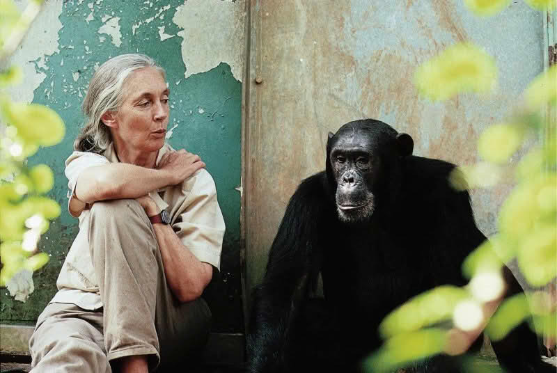 Décès de Jane Goodall (7 octobre 2025) - Dominique Meunier | ATENA